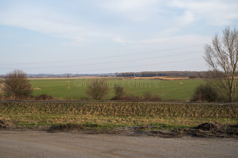 Green field and forest stock image. Image of tree, spring - 253182565