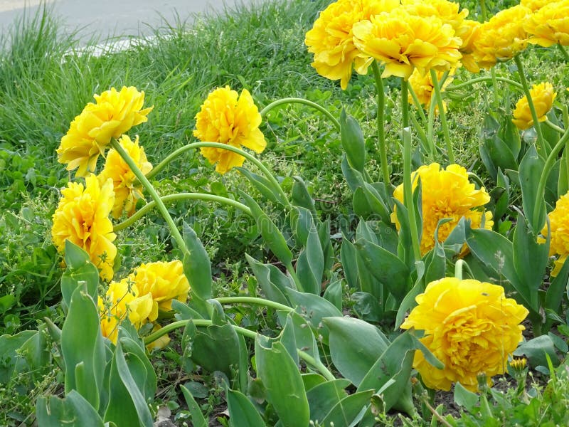 Spring Green Field with Plenty of Yellow Tulips Stock Photo - Image of ...