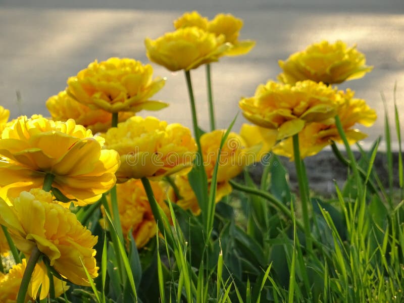 Spring Green Field with Plenty of Yellow Tulips Stock Photo - Image of ...