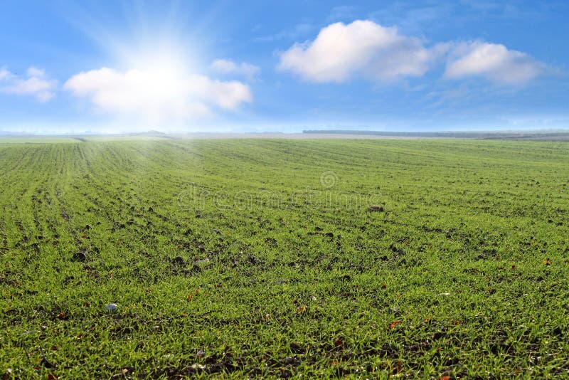 Spring green fields. stock photo. Image of lands, farming - 13113342