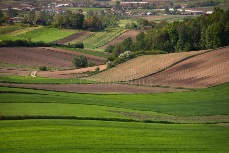 Spring green fields stock photo. Image of agricultural - 29195044