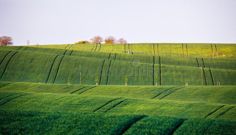 Spring Green Fields. Beautiful Wavy Spring View Stock Photo - Image of ...