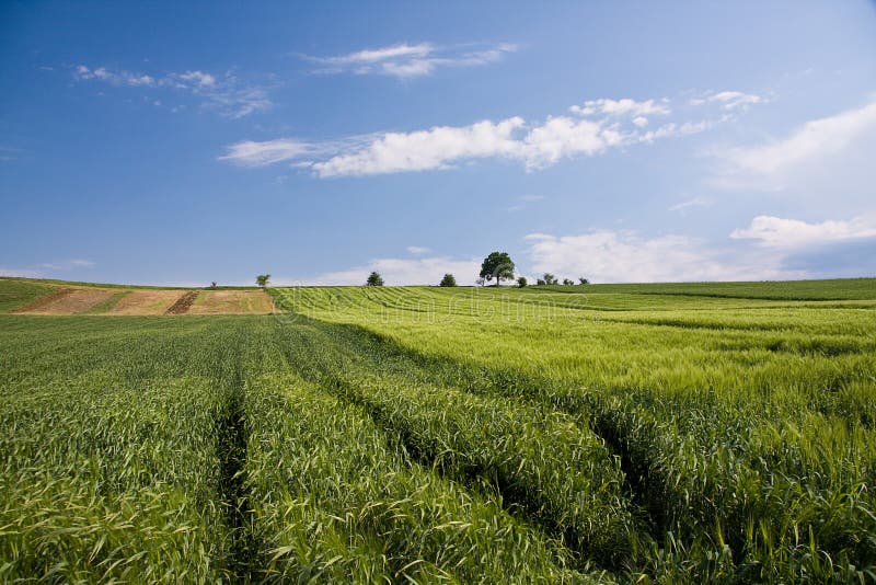 Spring Green Fields with Tree Sky and Clouds Stock Image - Image of ...