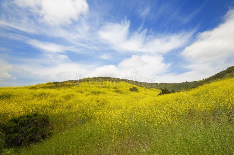 Spring Green Fields and Wild Flower Stock Photo - Image of grass ...
