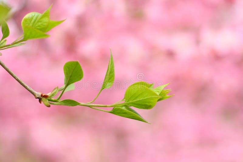 Spring stock image. Image of pure, summer, plant, twig - 30591003