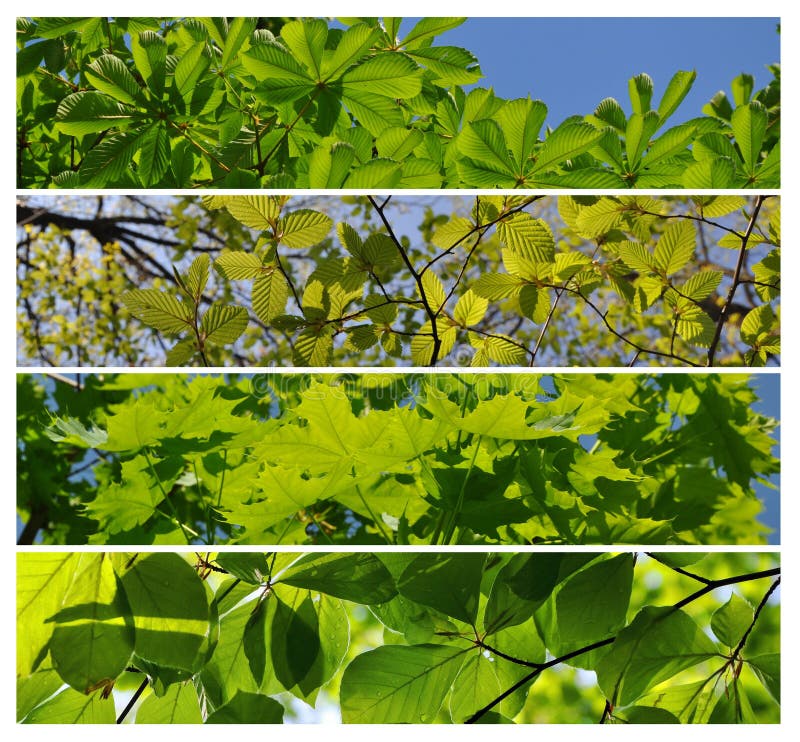 Spring green forest stock image. Image of macro, clean - 14181877