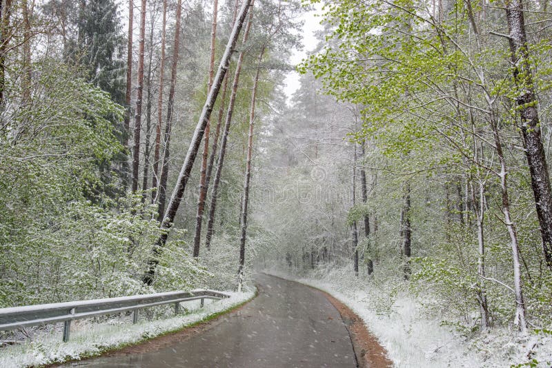 Spring Green Forest and Asphalt Road All with Snow Stock Image - Image ...