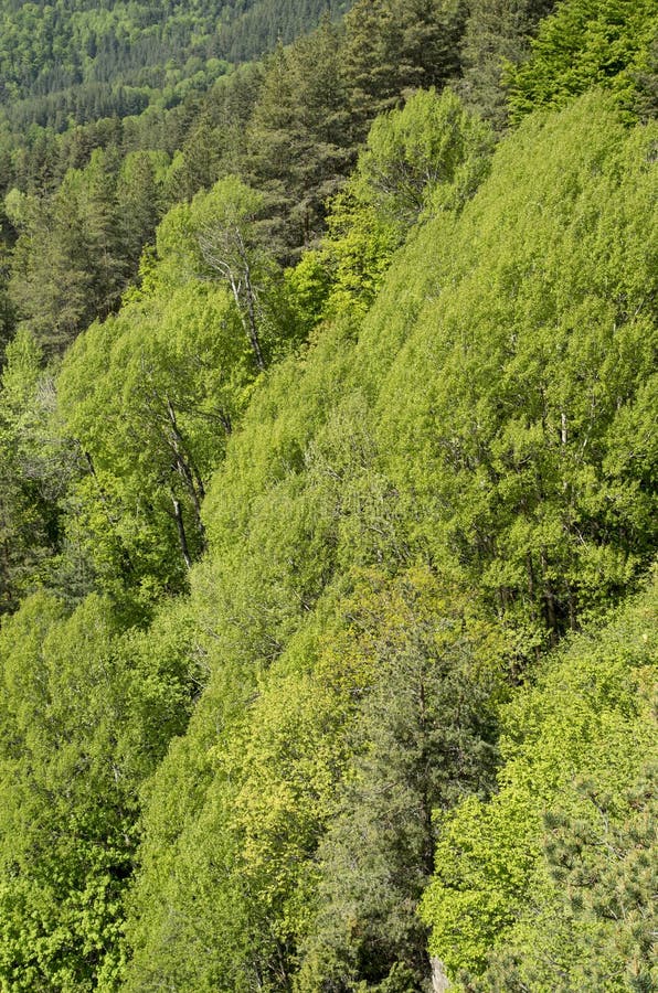 Spring Green Forest of Beech, Pine and Oak Stock Image - Image of ...