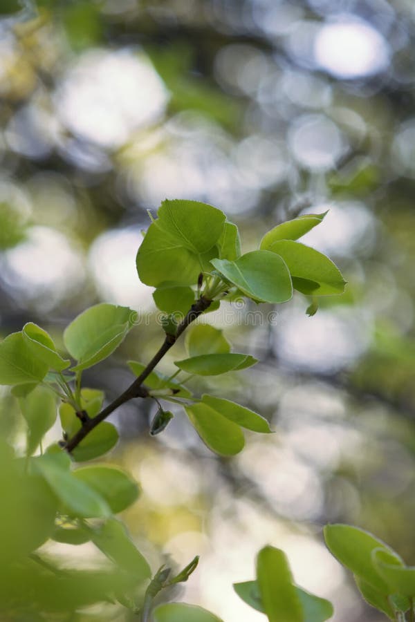Spring Green Forest with Foliage Stock Photo - Image of life, beauty ...