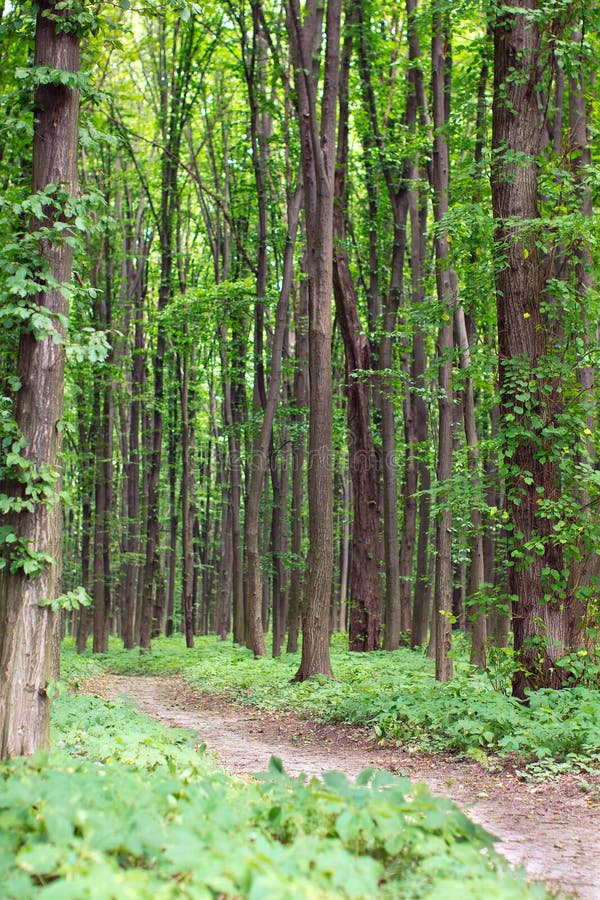 Spring Green Forest with Footpath Stock Photo - Image of growth, area ...