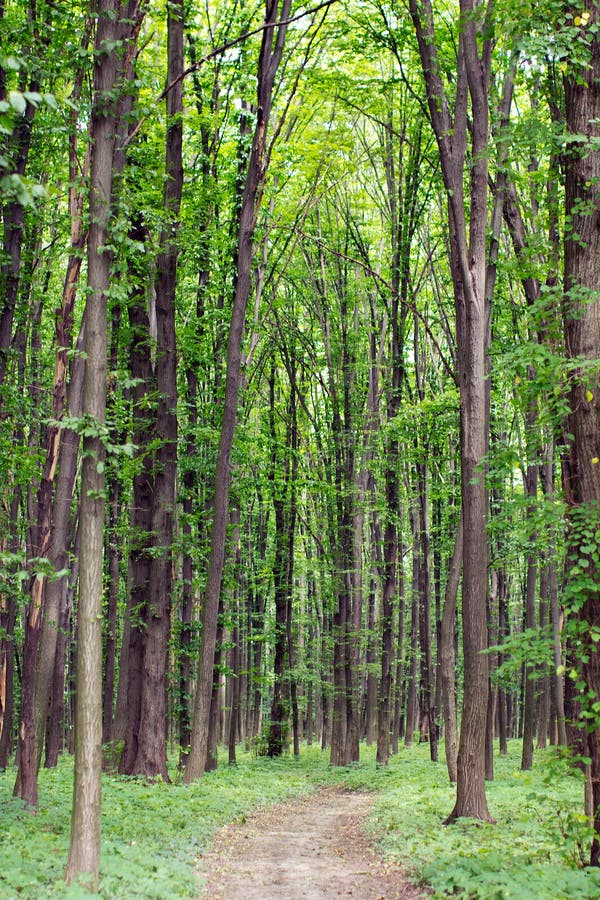 Spring Green Forest with Footpath Stock Photo - Image of grass, lane ...