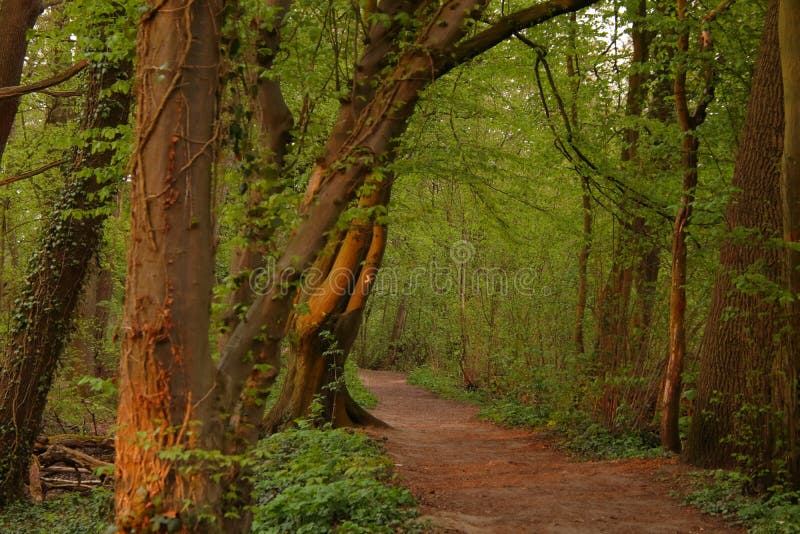 Spring Green Forest and Forest Paths Stock Image - Image of front, iris ...