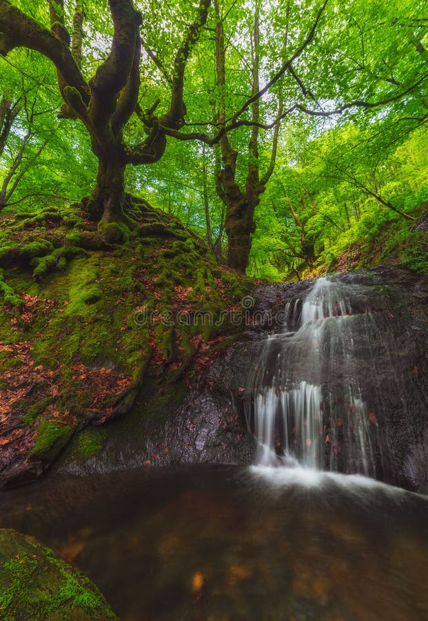 Spring Green Forest at Gorbea Natural Park Stock Photo - Image of ...