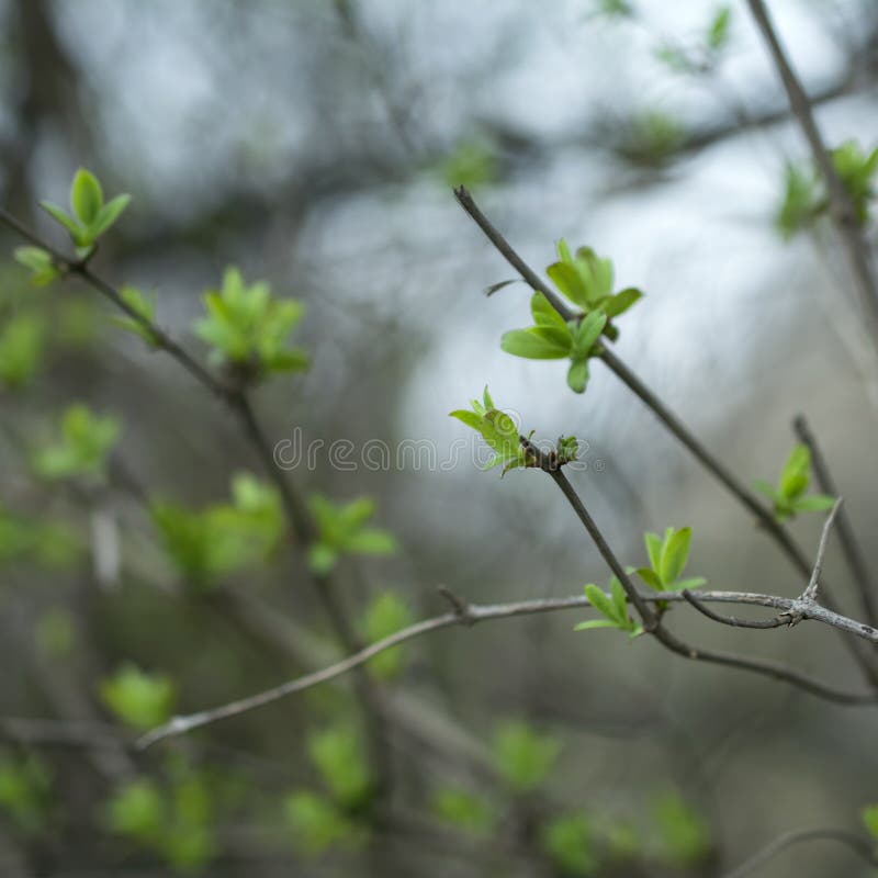 Spring green forest stock photo. Image of nature, plant - 39998392
