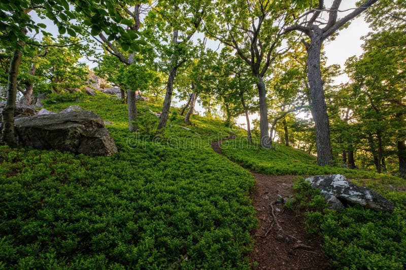 Spring Green Forest with a Path for a Walk. Hiking in a Green Forest ...