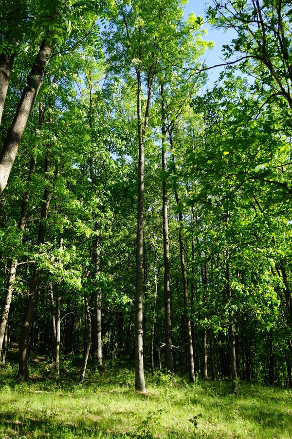 Spring Green Forest, Vertically. Sunny Morning Stock Image - Image of ...