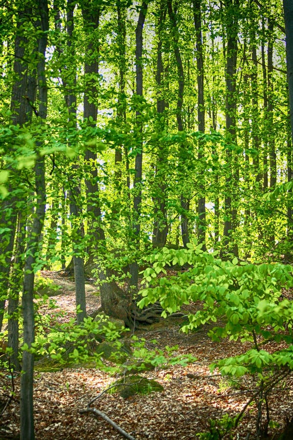 Spring green forest stock image. Image of peaceful, lush - 97876513