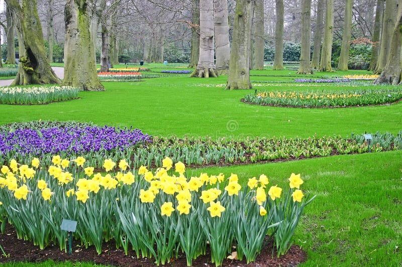 Crocus, Tulips Garden stock photo. Image of beauty, gardening - 19867452