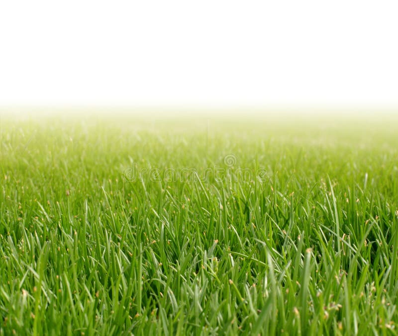 Spring green grass stock photo. Image of landscape, infinity - 11973278