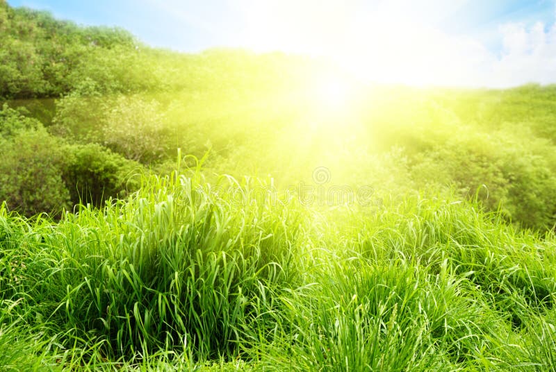 Spring green grass stock image. Image of sunlight, cloud - 6793115
