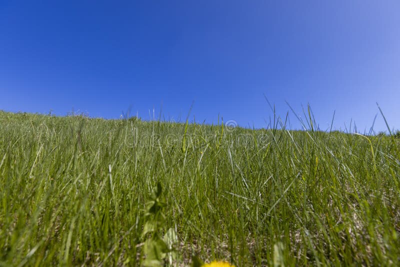 Spring Green Grass Against a Blue Sky in Sunny Weather Stock Photo ...
