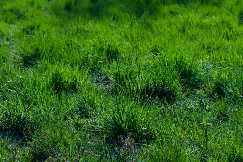 Spring green grass. stock photo. Image of concept, beauty - 53667714