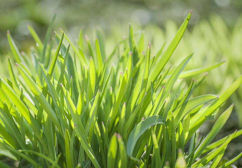 Spring green grass stock image. Image of growth, close - 68788375