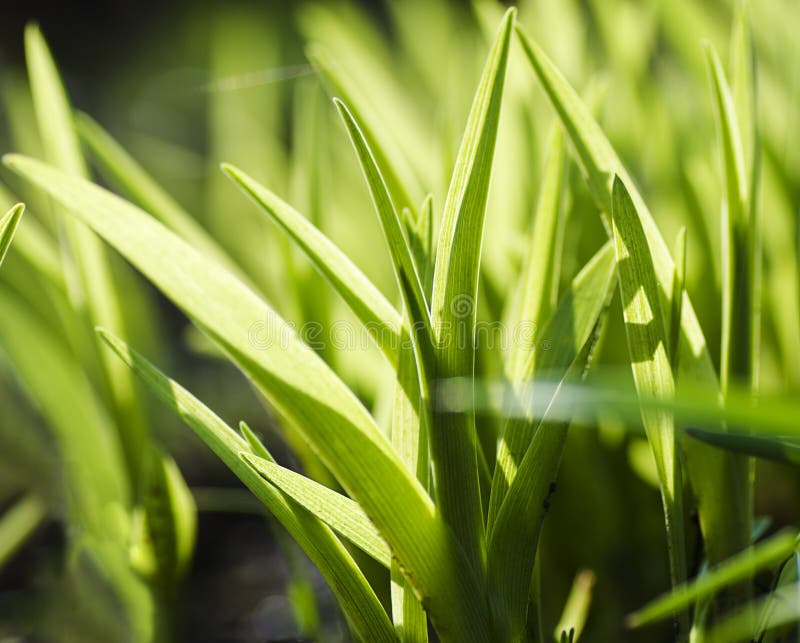 Spring green grass stock photo. Image of outdoors, green - 68788452