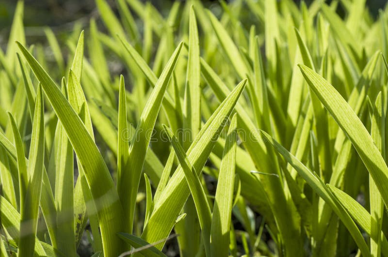 Spring green grass stock photo. Image of freshness, growth - 68788462