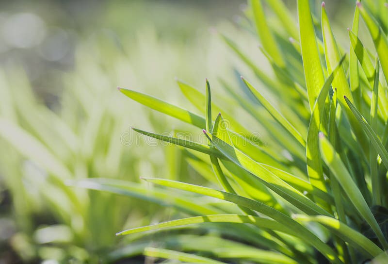 Spring green grass stock image. Image of beauty, outdoors - 68788581