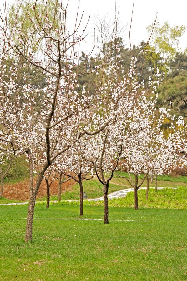 In Spring, Green Grass and Blooming Cherry Blossoms Stock Image - Image ...