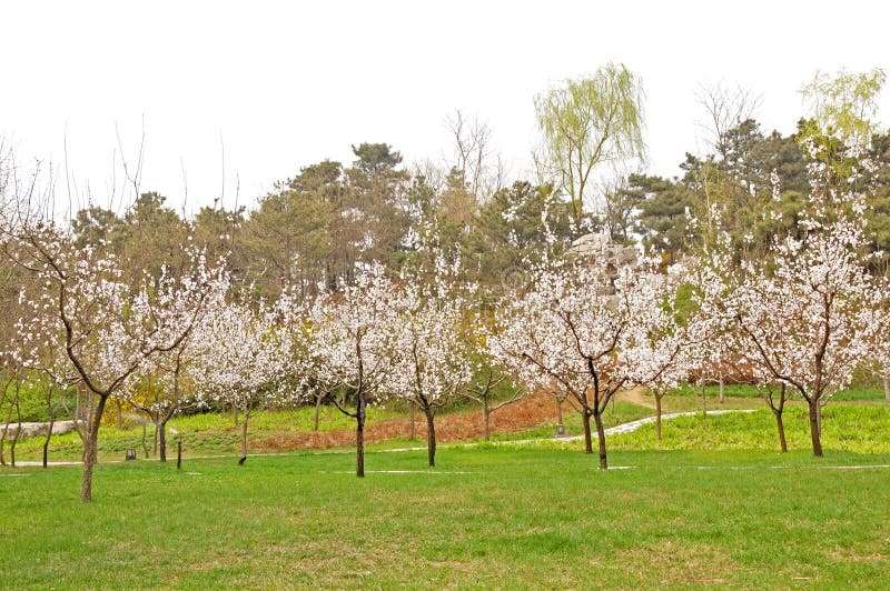 In Spring, Green Grass and Blooming Cherry Blossoms Stock Image - Image ...
