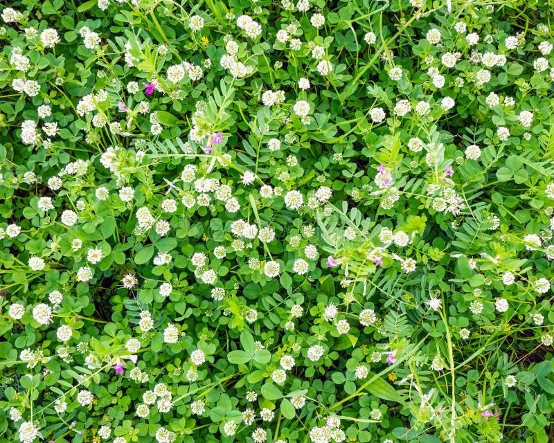 Spring Green Grass with Clovers Nature Background Stock Photo - Image ...