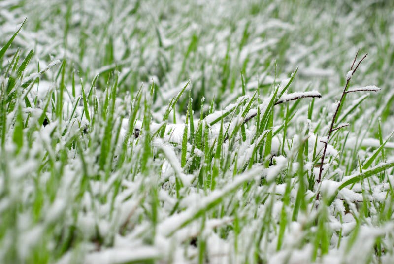 Snowy Spring stock image. Image of covered, cold, grow - 30140679