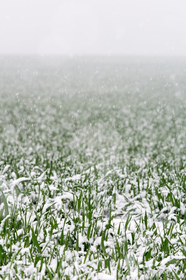 Spring Green Grass Covered with Snow Stock Photo - Image of abstract ...