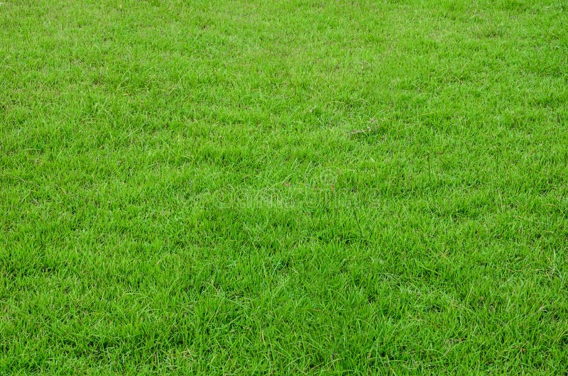Spring Green Grass for Design Stock Image - Image of focus, grass: 33970097