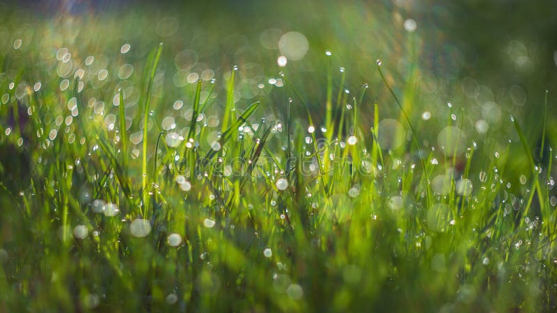 Spring Green Grass with Dew Drops in Beautiful Backlight Stock Image ...