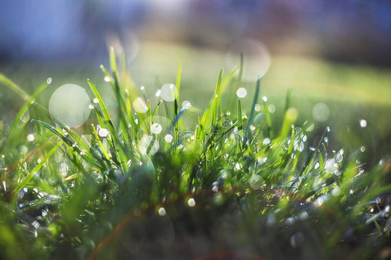 Spring Green Grass with Dew Drops in Beautiful Backlight Stock Photo ...