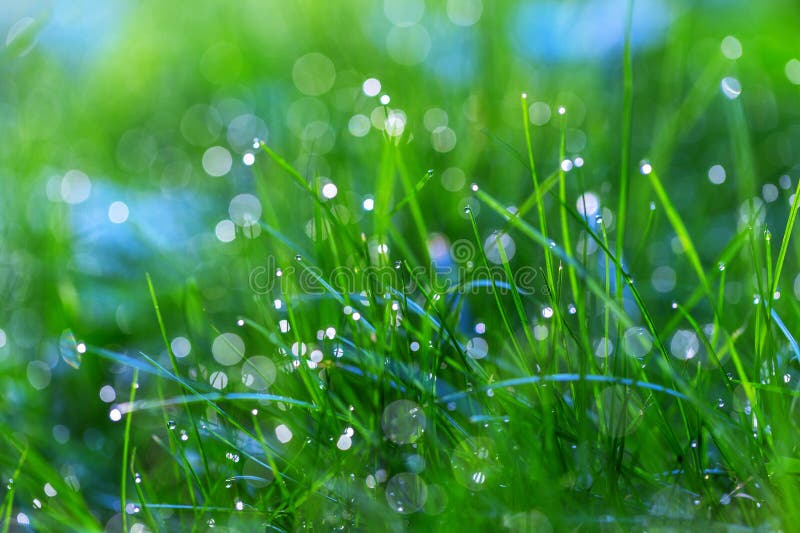 Spring Green Grass with Dew Drops in Beautiful Backlight Stock Image ...
