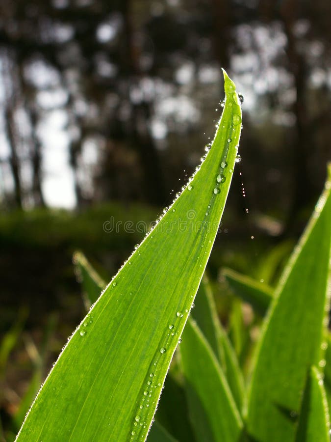 Spring Green Grass with Dew Drops in the Sun. Stock Photo - Image of ...