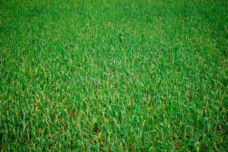 Spring Green Grass Field Background Stock Photo - Image of wallpaper ...