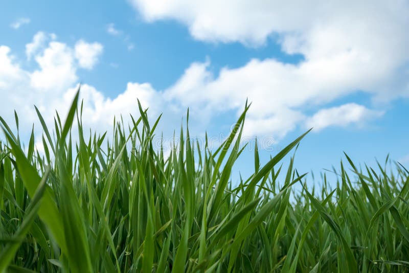Spring green grass field stock image. Image of healthy - 31045049
