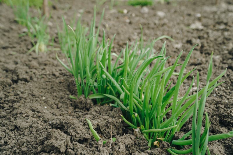 Spring Green Grass Grows from the Ground Stock Image - Image of garden ...