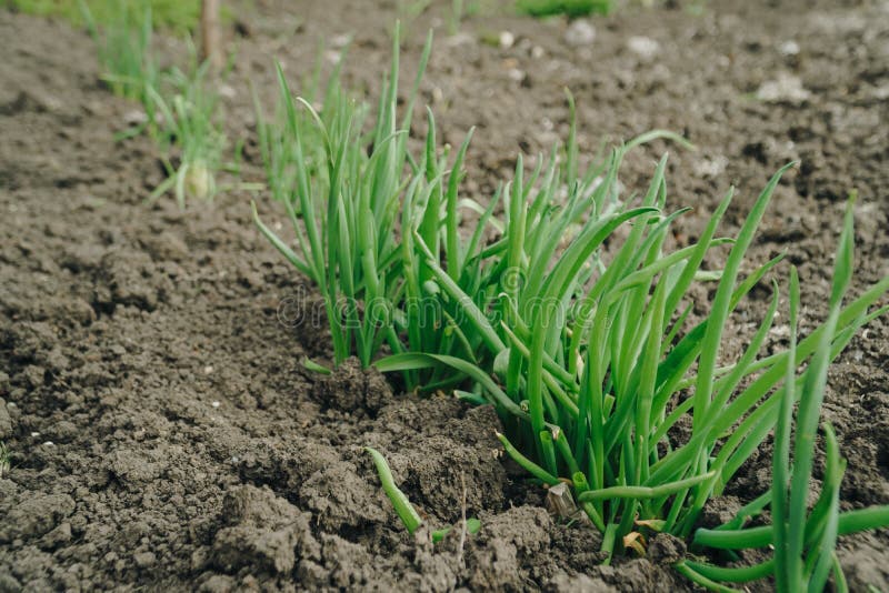 Spring Green Grass Grows from the Ground Stock Image - Image of seed ...