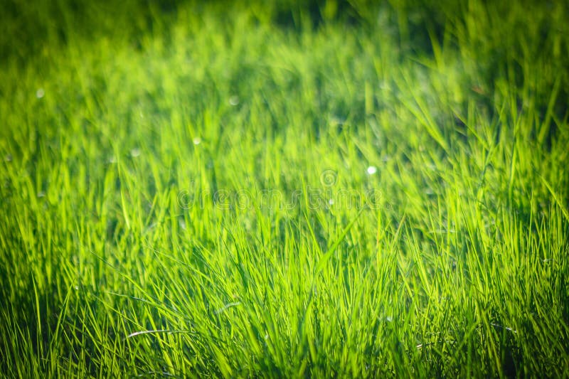 Spring Green Grass on the Lawn As a Background 5 Stock Image - Image of ...