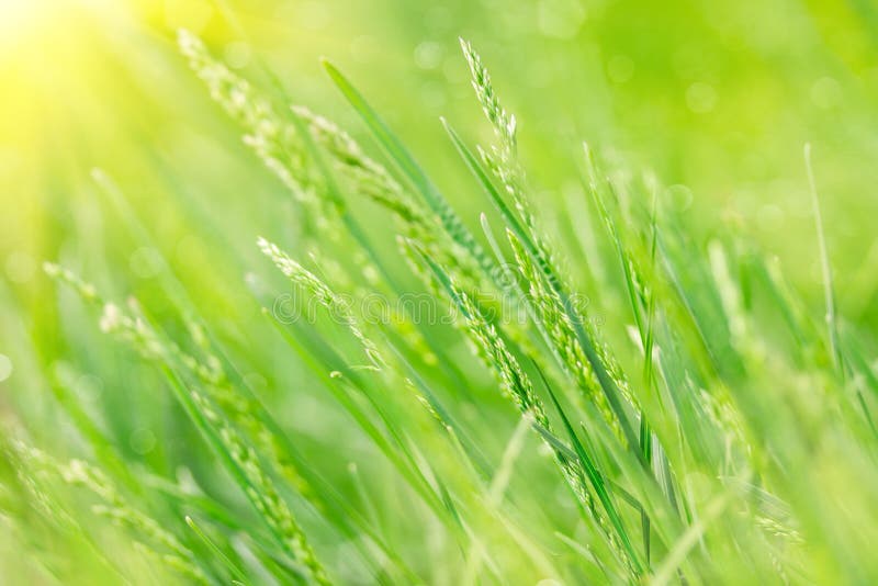 Spring green grass stock image. Image of light, abstract - 40579147
