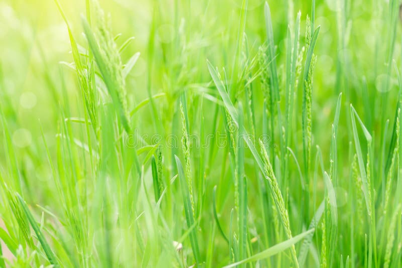 Spring green grass stock image. Image of light, abstract - 40579147