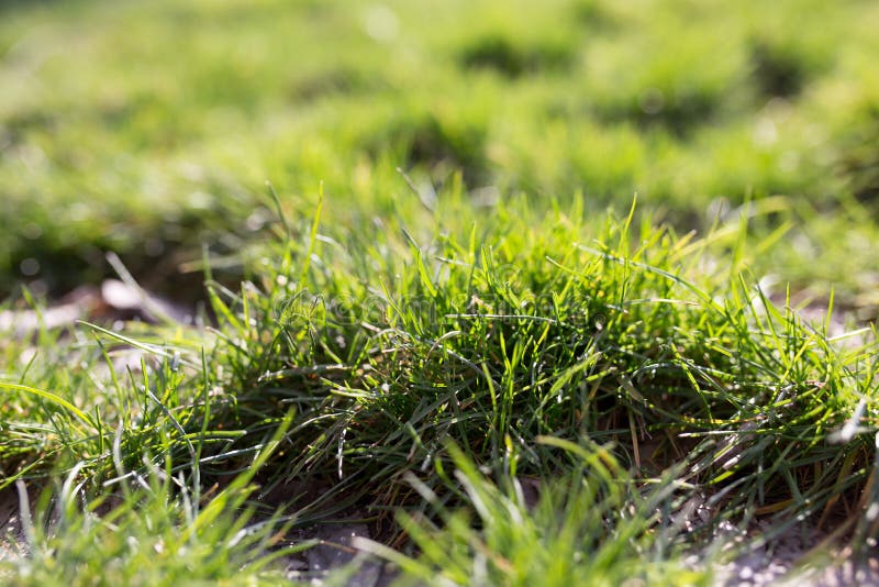Spring Green Grass on the Nature Stock Photo - Image of plant, natural ...