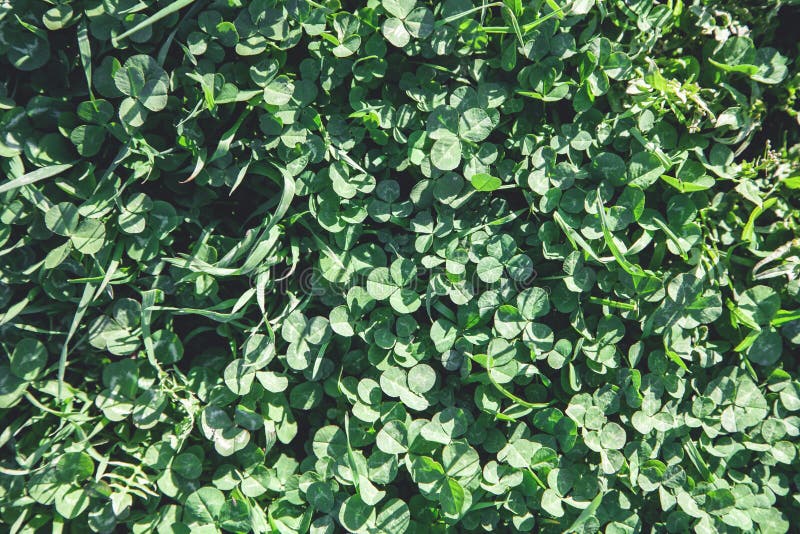 Spring Green Grass. Overhead View of Fresh Green Grass Stock Image ...