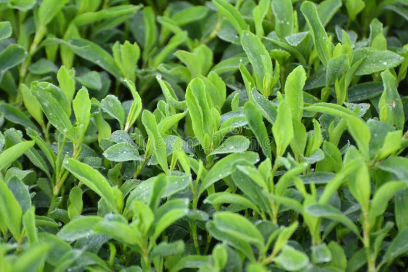 In Spring, the Green Grass Polygonum Aviculare Grows Stock Photo ...